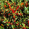 Red Sprite™ Winterberry Holly For Sale Online | The Tree Center