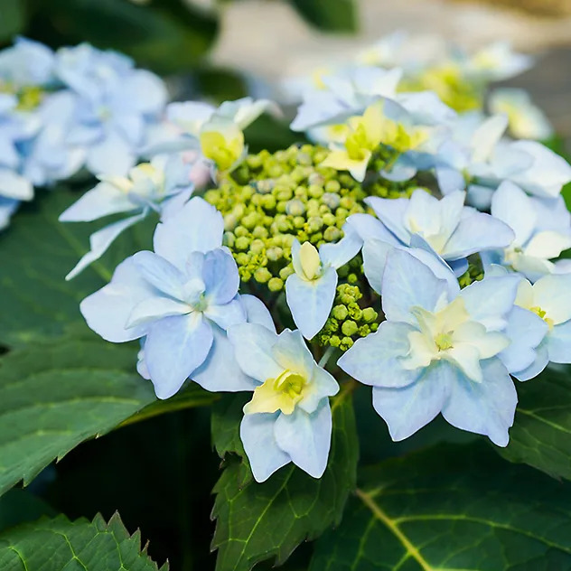 Tuff Stuff® Reblooming Mountain Hydrangea Trees For Sale Online | The ...