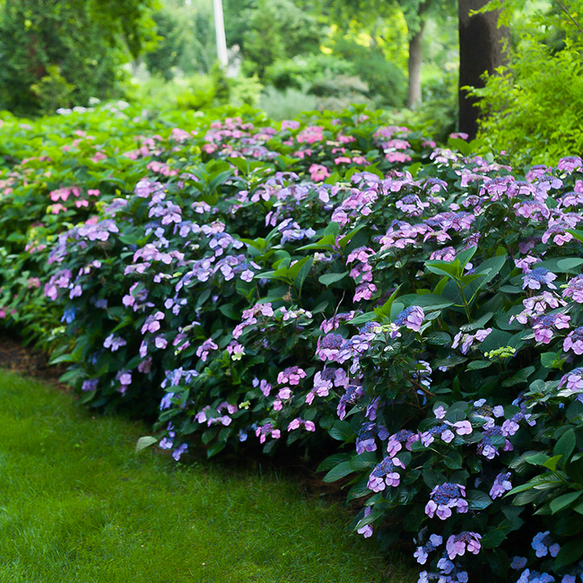 Tuff Stuff® Reblooming Mountain Hydrangea Trees For Sale Online | The ...