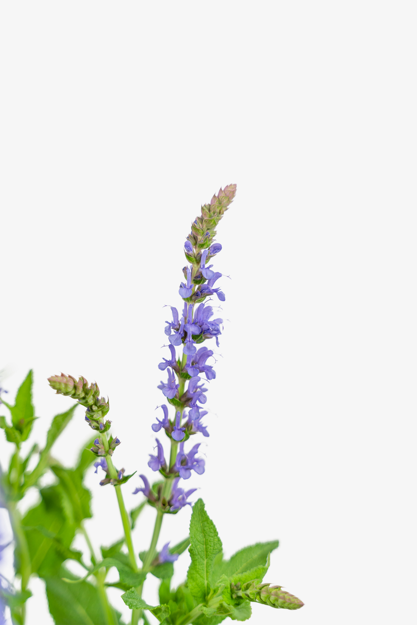 Blue Hill Sage For Sale Online | The Tree Center