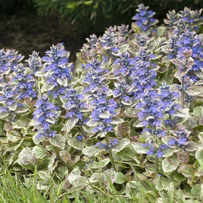 Bugleweed Ground Cover