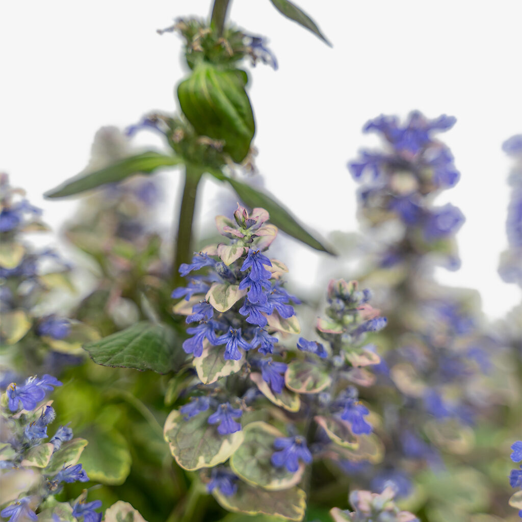 Burgundy Glow Bugleweed For Sale Online | The Tree Center