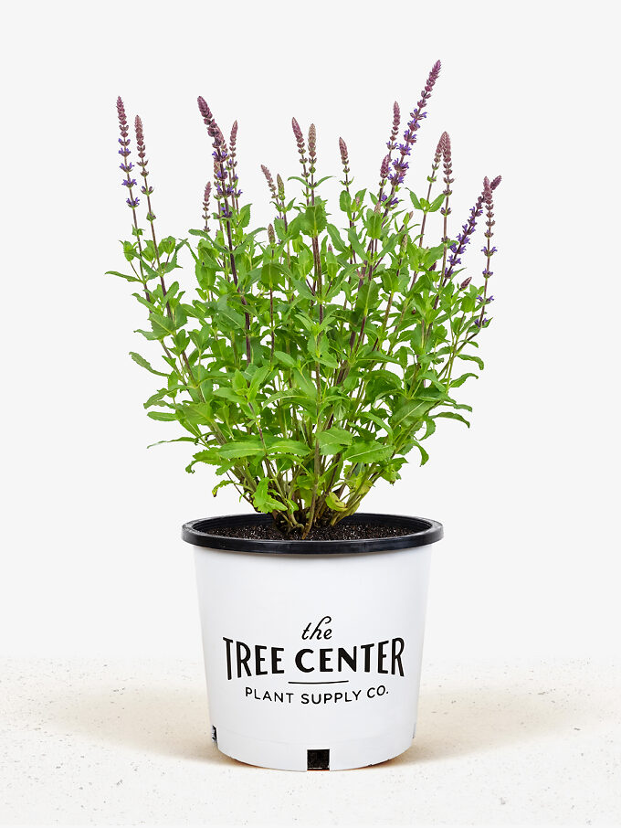 Grow Your Own Garnish – The Tree Center