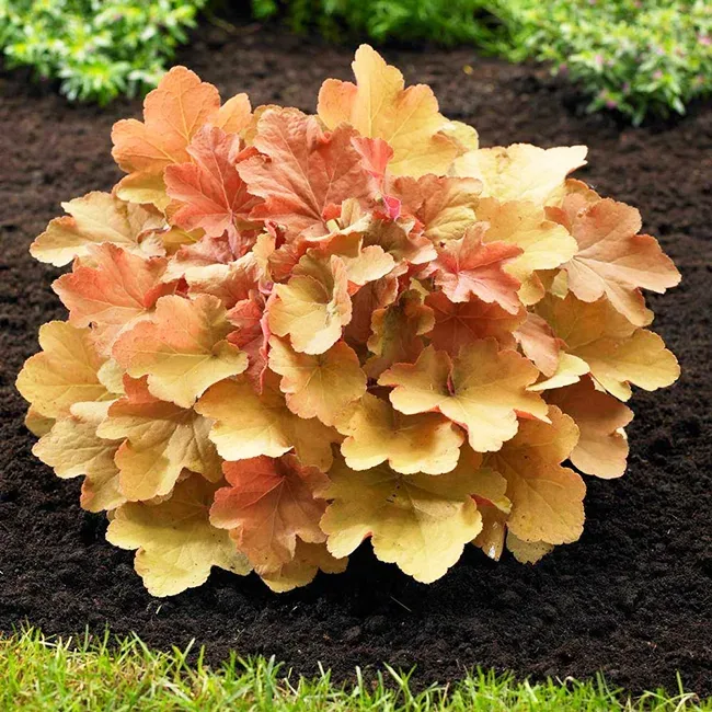 Caramel Coral Bells For Sale Online | The Tree Center
