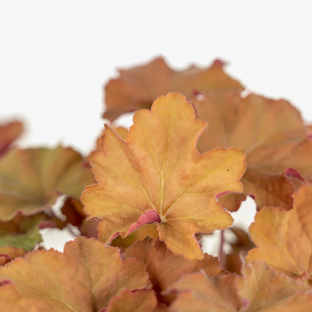 Caramel Coral Bells For Sale Online | The Tree Center