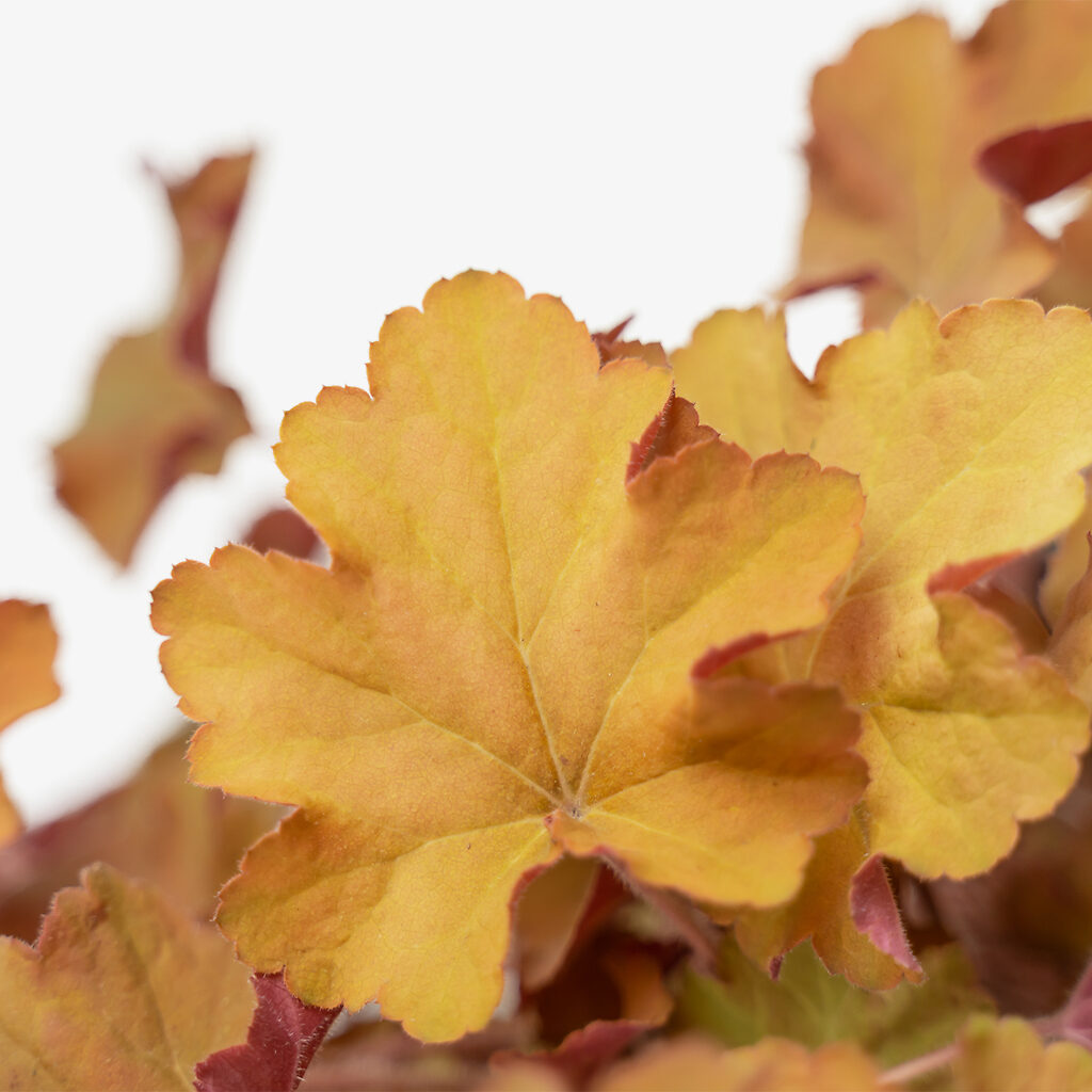Caramel Coral Bells For Sale Online | The Tree Center
