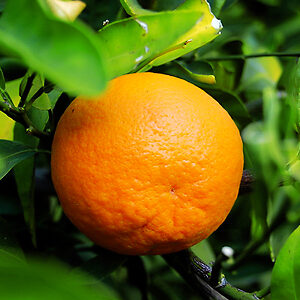 Dancy Tangerine Trees For Sale Online | The Tree Center