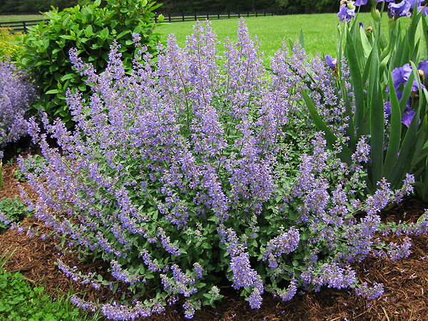 Dropmore Blue Catmint For Sale Online | The Tree Center