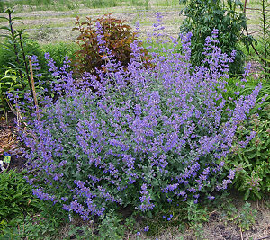 Dropmore Blue Catmint For Sale Online | The Tree Center