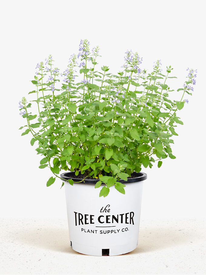 Catmint Perennials For Sale Online | The Tree Center