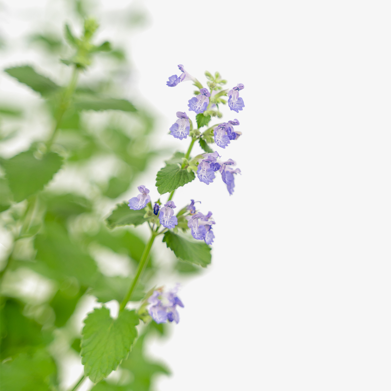 Dropmore Blue Catmint For Sale Online | The Tree Center