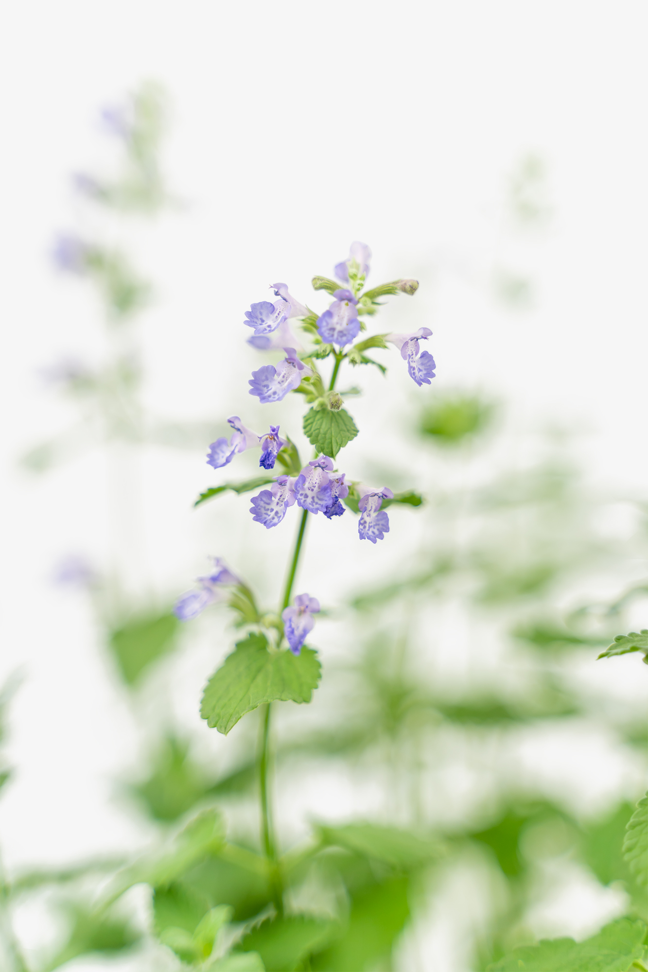 Dropmore Blue Catmint For Sale Online | The Tree Center