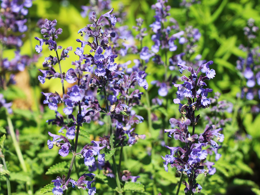 Dropmore Blue Catmint For Sale Online | The Tree Center