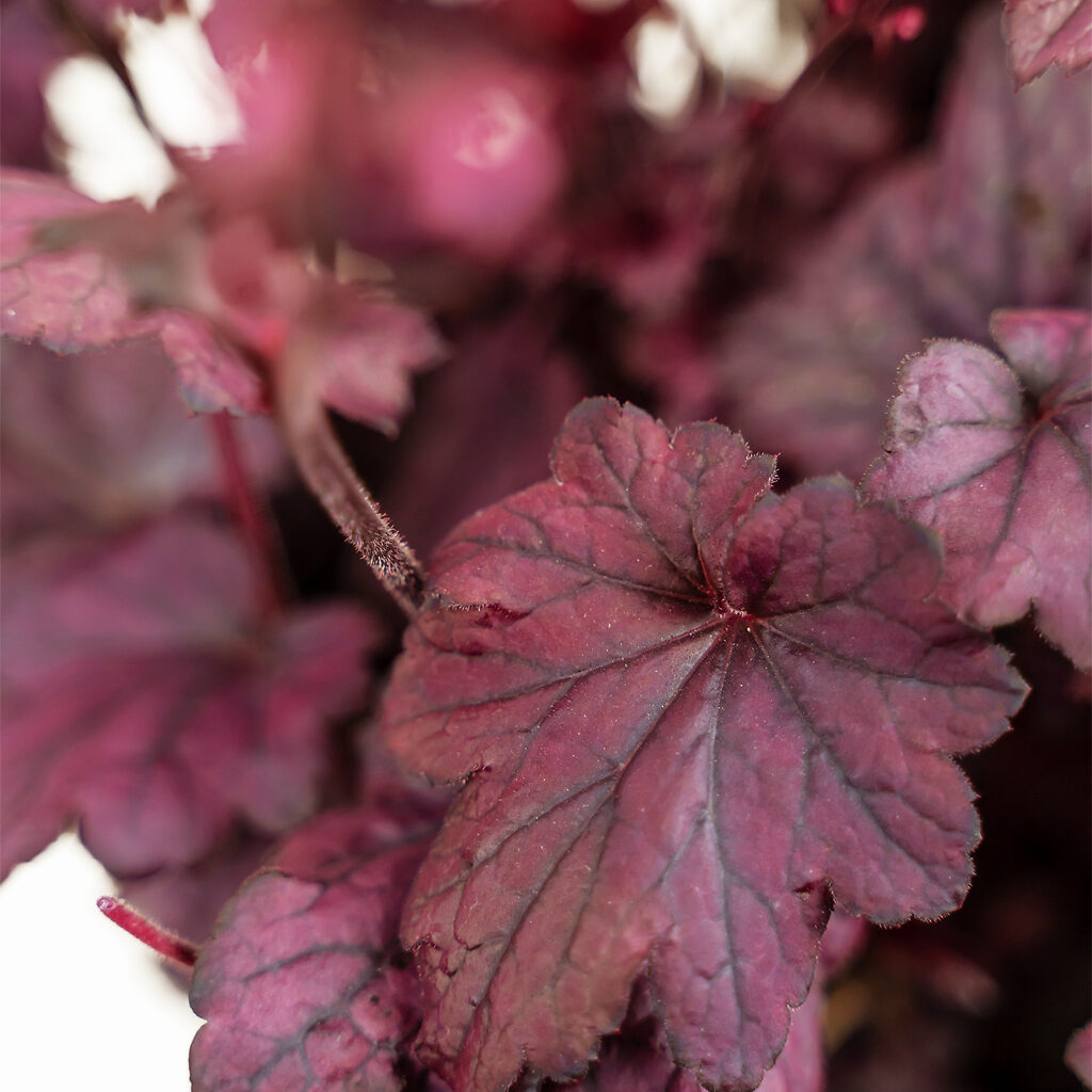 Electric Plum Coral Bells For Sale Online | The Tree Center