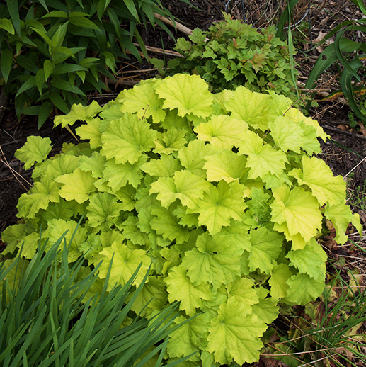 Guacamole Coral Bells For Sale Online | The Tree Center