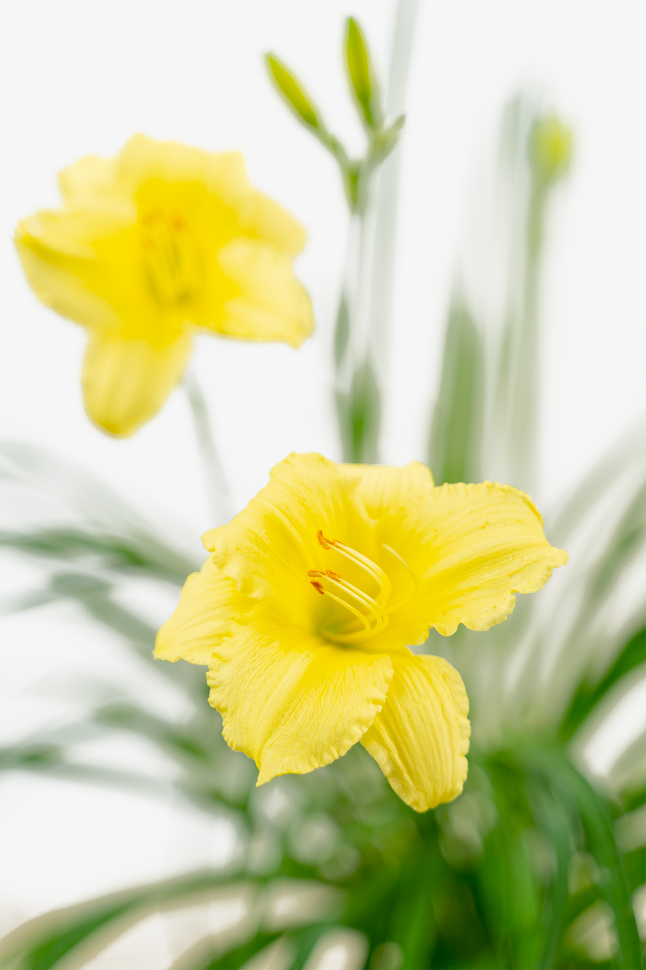 Happy Returns Daylily For Sale Online | The Tree Center