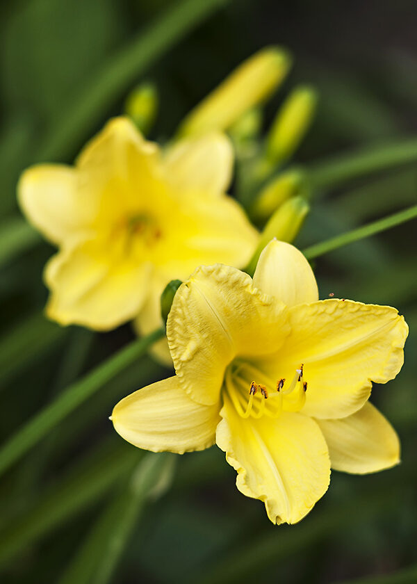 Happy Returns Daylily For Sale Online | The Tree Center