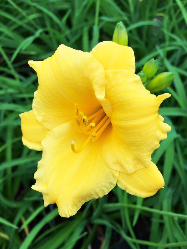 Happy Returns Daylily For Sale Online | The Tree Center