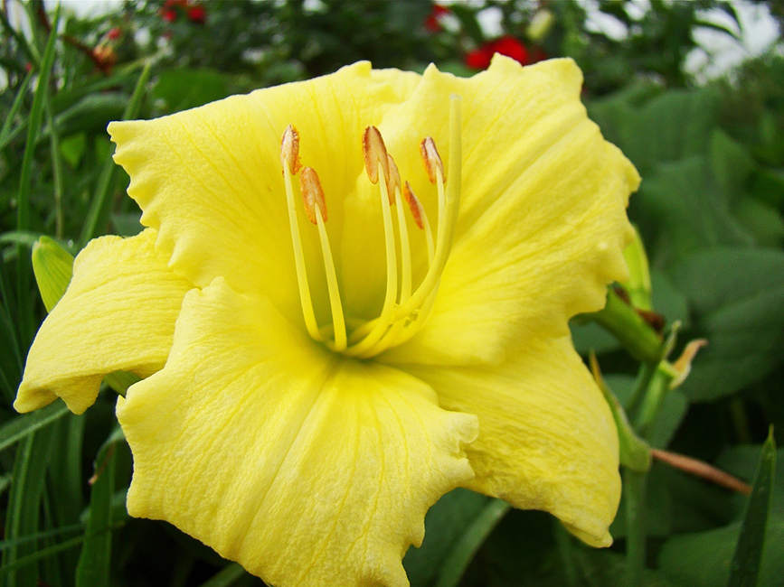 Happy Returns Daylily For Sale Online | The Tree Center