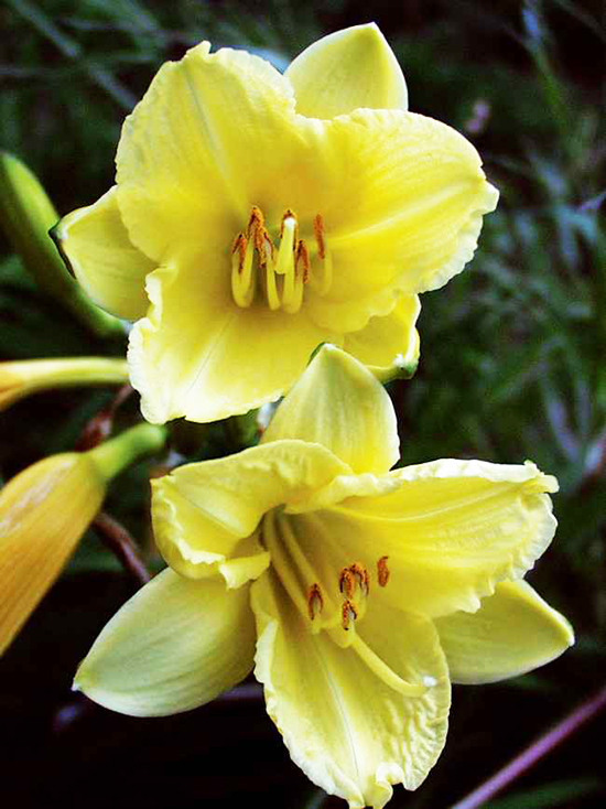 Happy Returns Daylily For Sale Online | The Tree Center