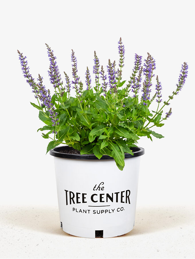 Salvia – The Tree Center