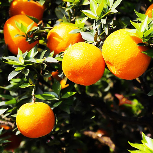 Orlando Tangelo Trees For Sale Online | The Tree Center