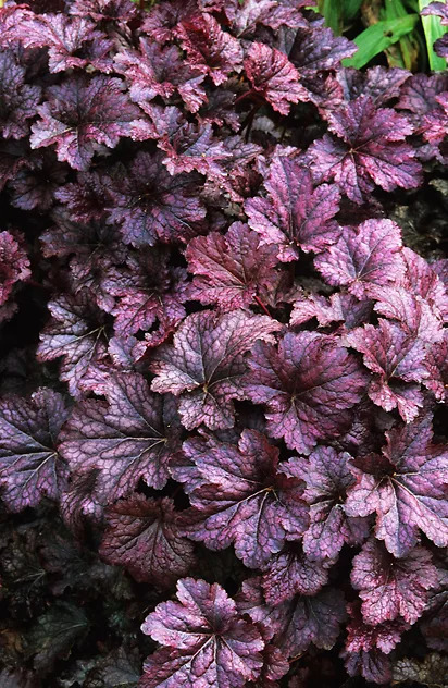 Palace Purple Coral Bells For Sale Online | The Tree Center
