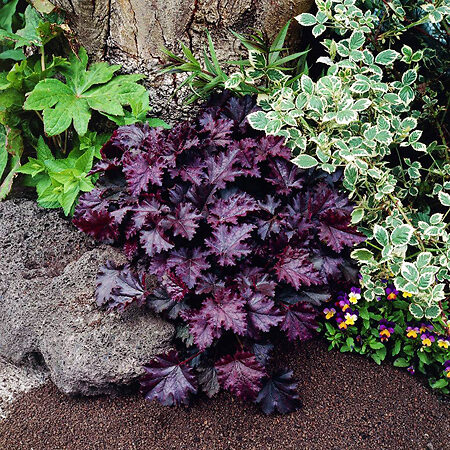 Palace Purple Coral Bells For Sale Online | The Tree Center