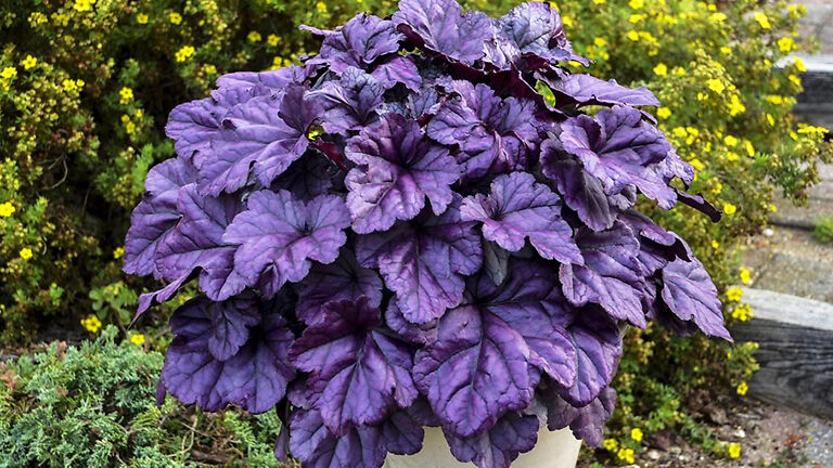 Palace Purple Coral Bells For Sale Online | The Tree Center