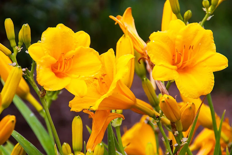 Stella D'Oro Daylily For Sale Online | The Tree Center