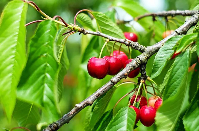 Sweet Southern Cherry Trees For Sale Online | The Tree Center