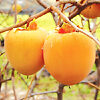 Tanenashi Japanese Persimmon Trees For Sale Online | The Tree Center