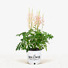 Vision in Pink Astilbe For Sale Online | The Tree Center