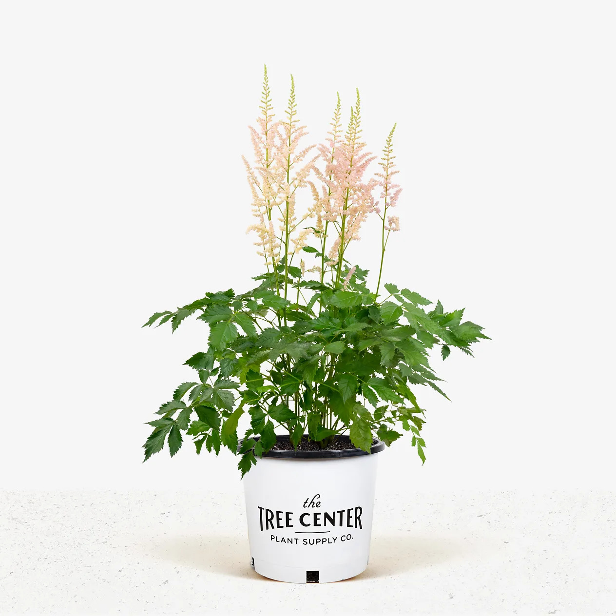 Vision in Pink Astilbe For Sale Online | The Tree Center