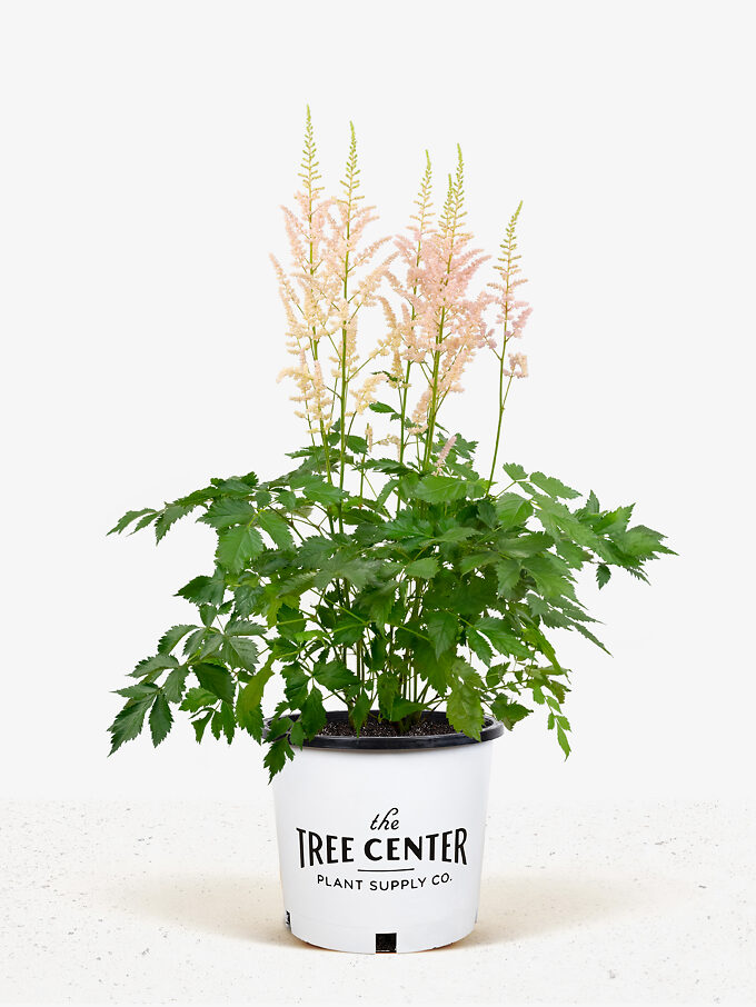 Astilbe For Sale Perennials Online | The Tree Center