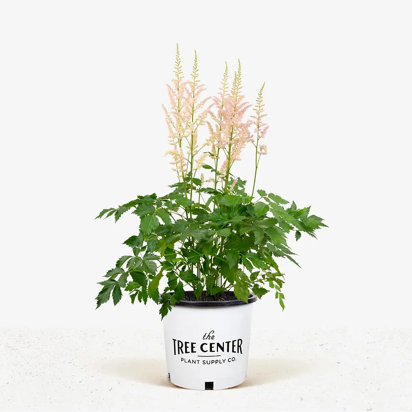 Vision in Pink Astilbe For Sale Online | The Tree Center