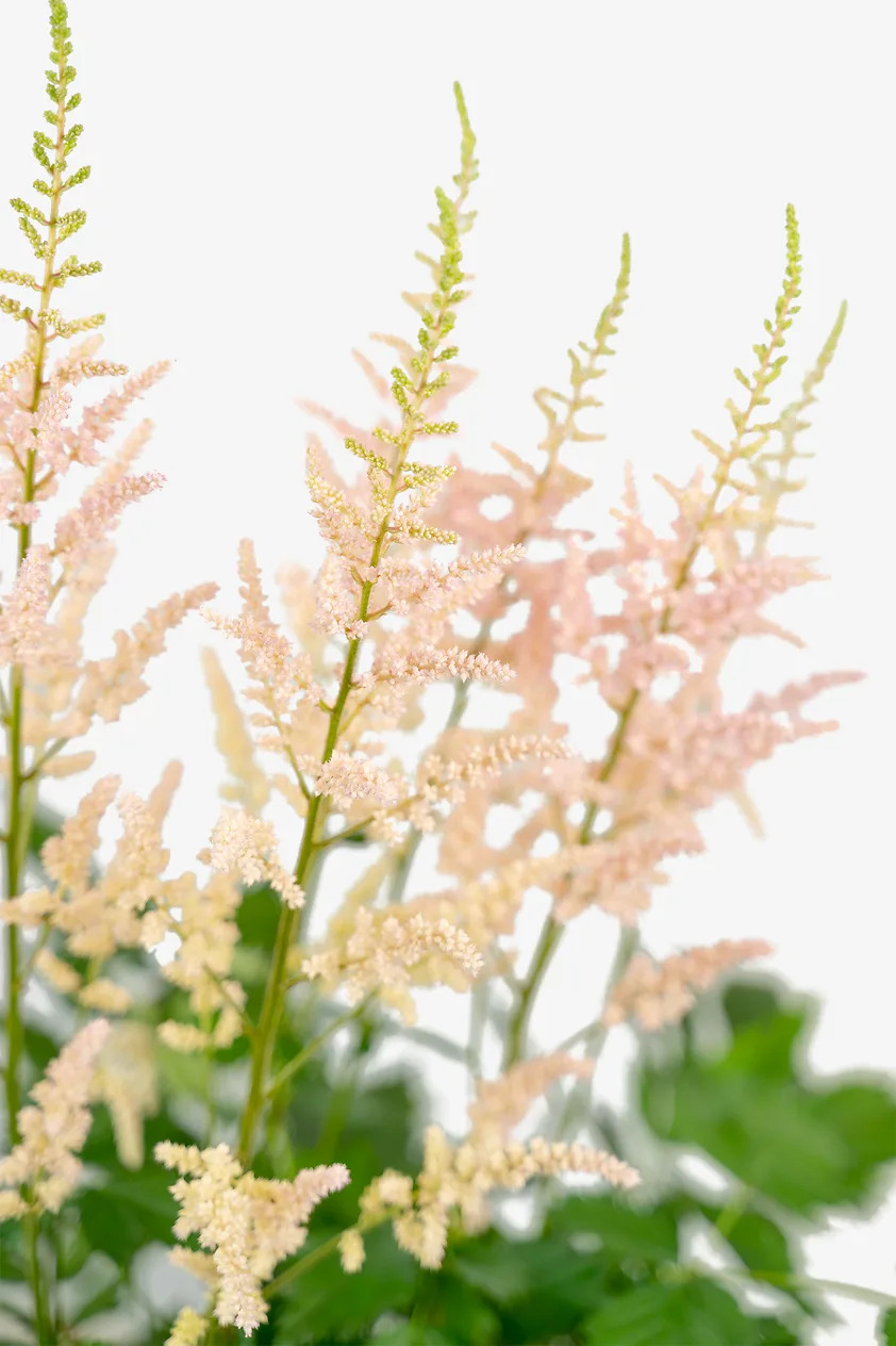 Vision in Pink Astilbe For Sale Online | The Tree Center