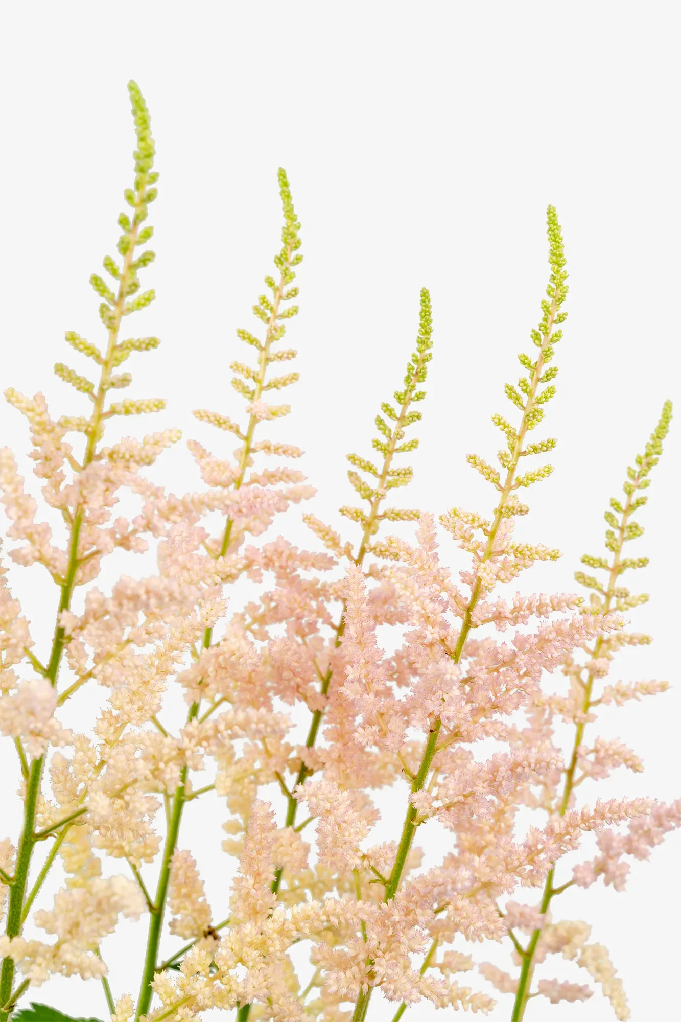Vision in Pink Astilbe For Sale Online | The Tree Center