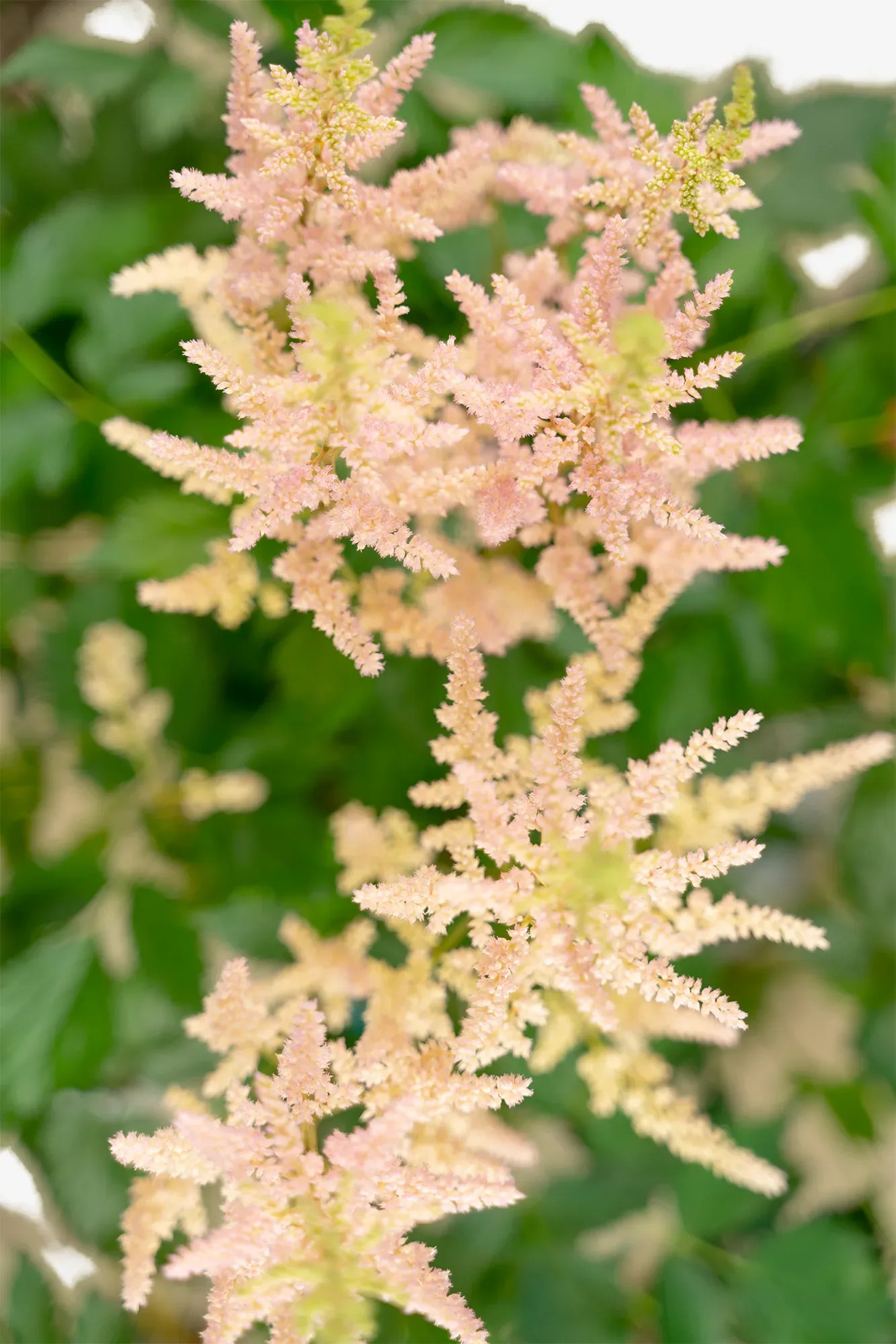 Vision in Pink Astilbe For Sale Online | The Tree Center