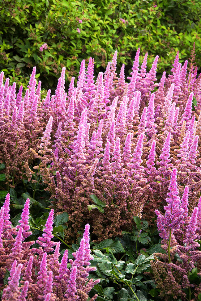 Vision in Pink Astilbe For Sale Online | The Tree Center