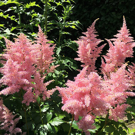 Vision in Pink Astilbe For Sale Online | The Tree Center
