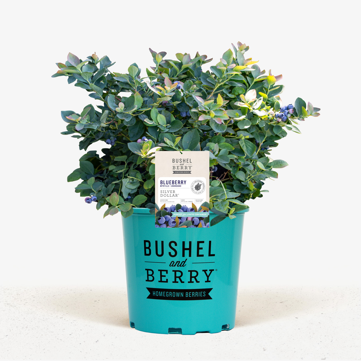Bushel and Berry® Silver Dollar Blueberry For Sale Online | The Tree Center