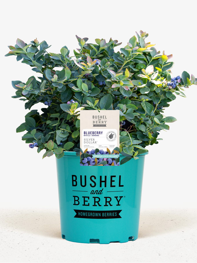 Jersey Blueberry For Sale Online | The Tree Center