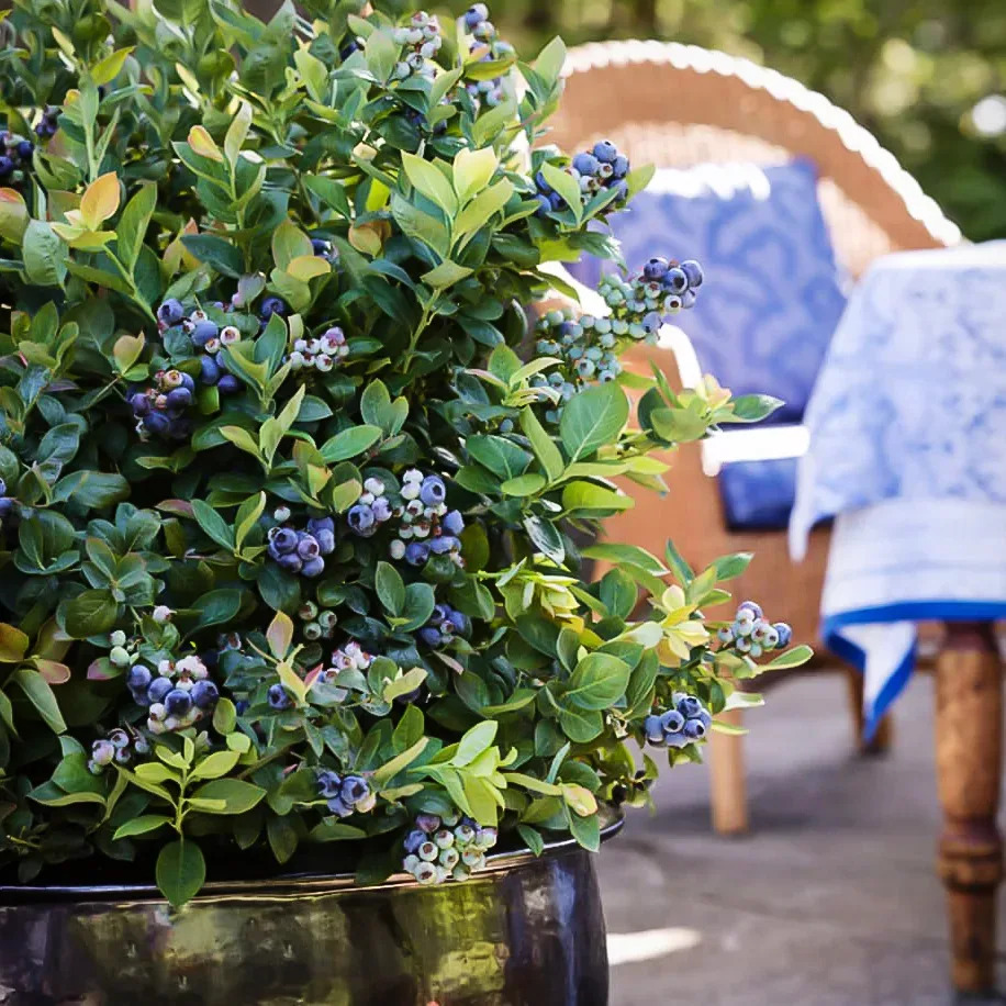 Bushel & Berry®Blueberry Buckle For Sale | The Tree Center