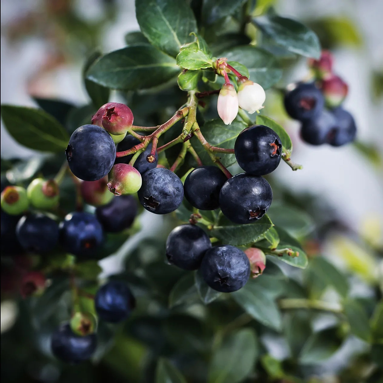 Bushel & Berry®Blueberry Buckle For Sale | The Tree Center