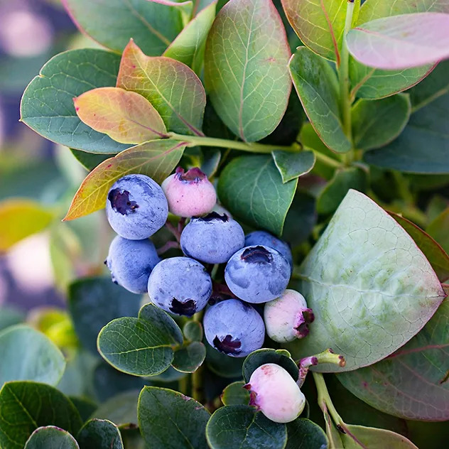 Bushel and Berry® Silver Dollar Blueberry For Sale Online | The Tree Center