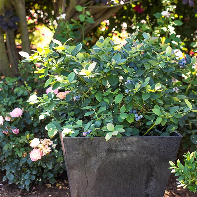 Bushel and Berry® Silver Dollar Blueberry For Sale Online | The Tree Center