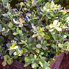 Bushel and Berry® Silver Dollar Blueberry For Sale Online | The Tree Center