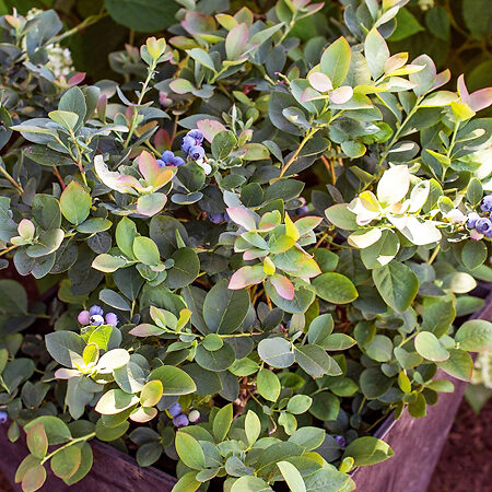Bushel and Berry® Silver Dollar Blueberry For Sale Online | The Tree Center