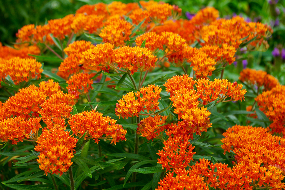 Butterfly Weed For Sale Online | The Tree Center